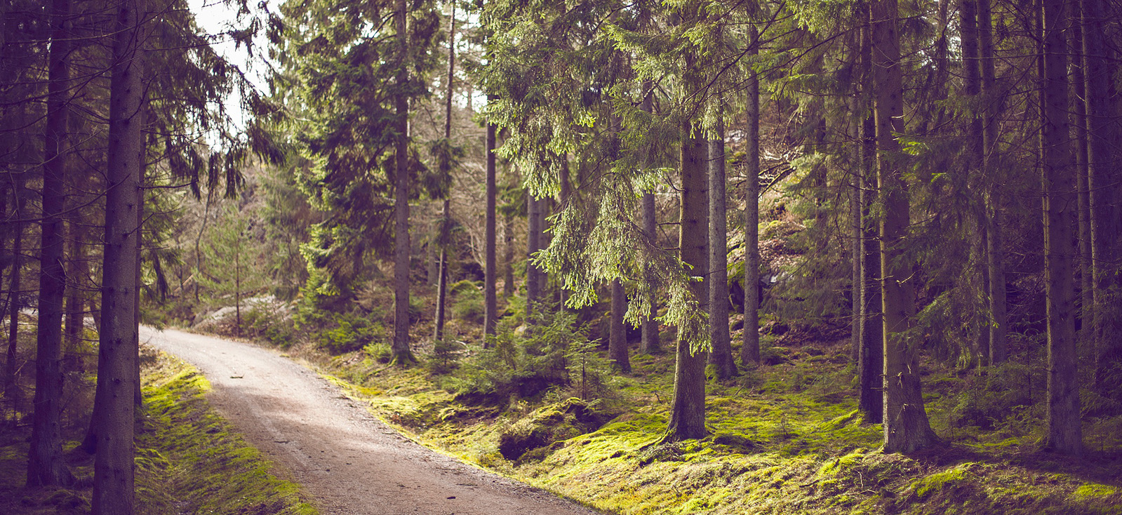 A Forest Park Without Trees?? – Our Forest Fund