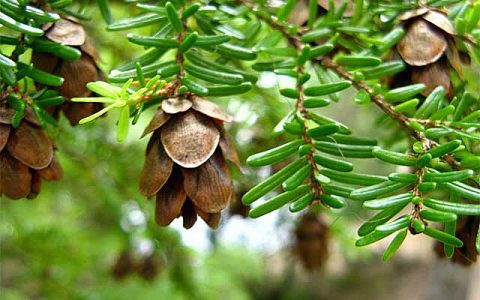 December’s “Tree of the Month”: Western Hemlock – Our Forest Fund
