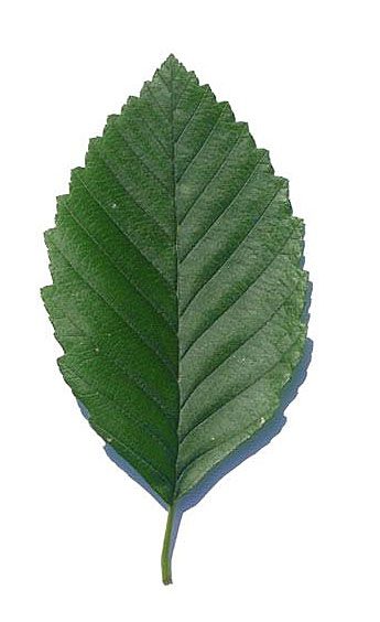 March’s Tree of the Month: Red Alder – Our Forest Fund