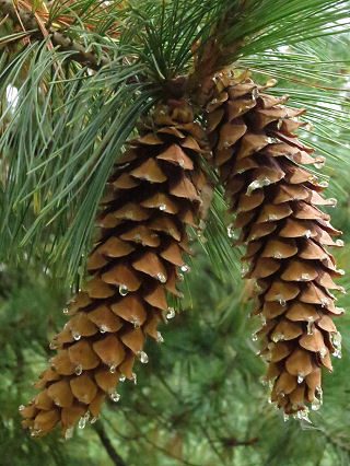 April’s Tree of the Month: Western White Pine – Our Forest Fund