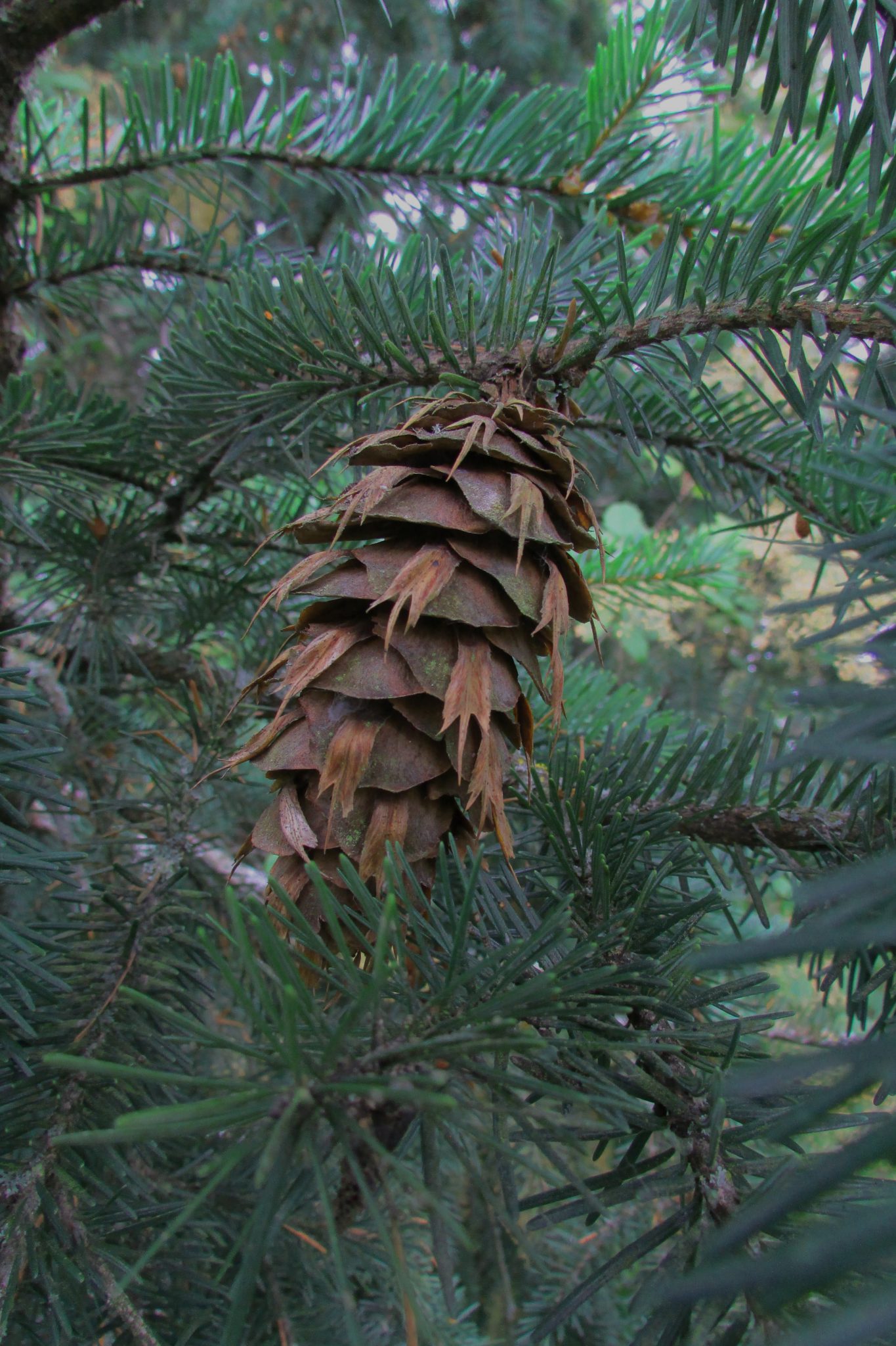 How to Plant Douglas Fir From Seed – Our Forest Fund